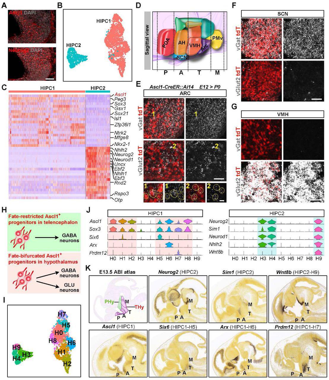 Mouse Anti Ascl1 | Becton Dickinson | Bioz