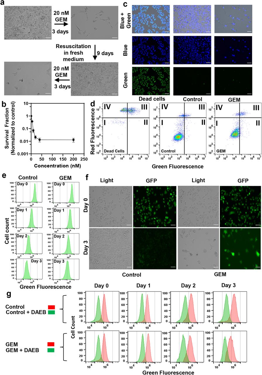 Readyprobes Cell Viability Imaging Kit Blue Green | Thermo Fisher | Bioz