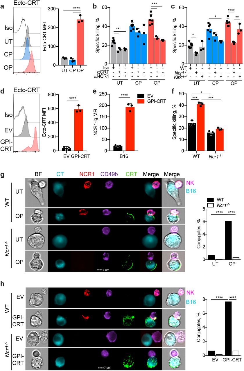 Cellevent Senescence Green Flow Cytometry Assay Kit | Thermo Fisher | Bioz