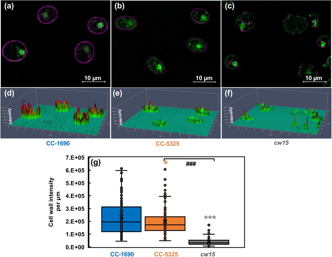 Syto 13 Green Fluorescent Nucleic Acid Stain | Thermo Fisher | Bioz