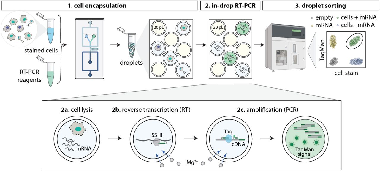 Superscript Iii Rt Platinum Taq Mix | Thermo Fisher | Bioz