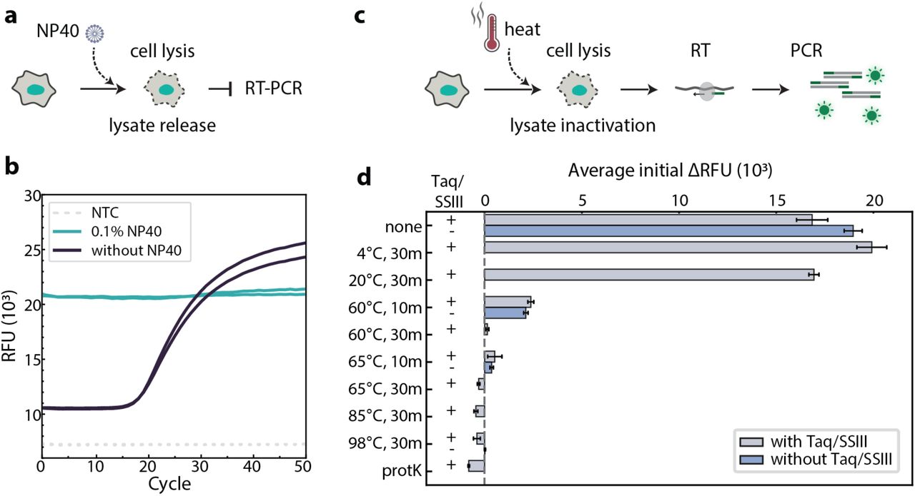 Superscript Iii Rt Platinum Taq Mix | Thermo Fisher | Bioz