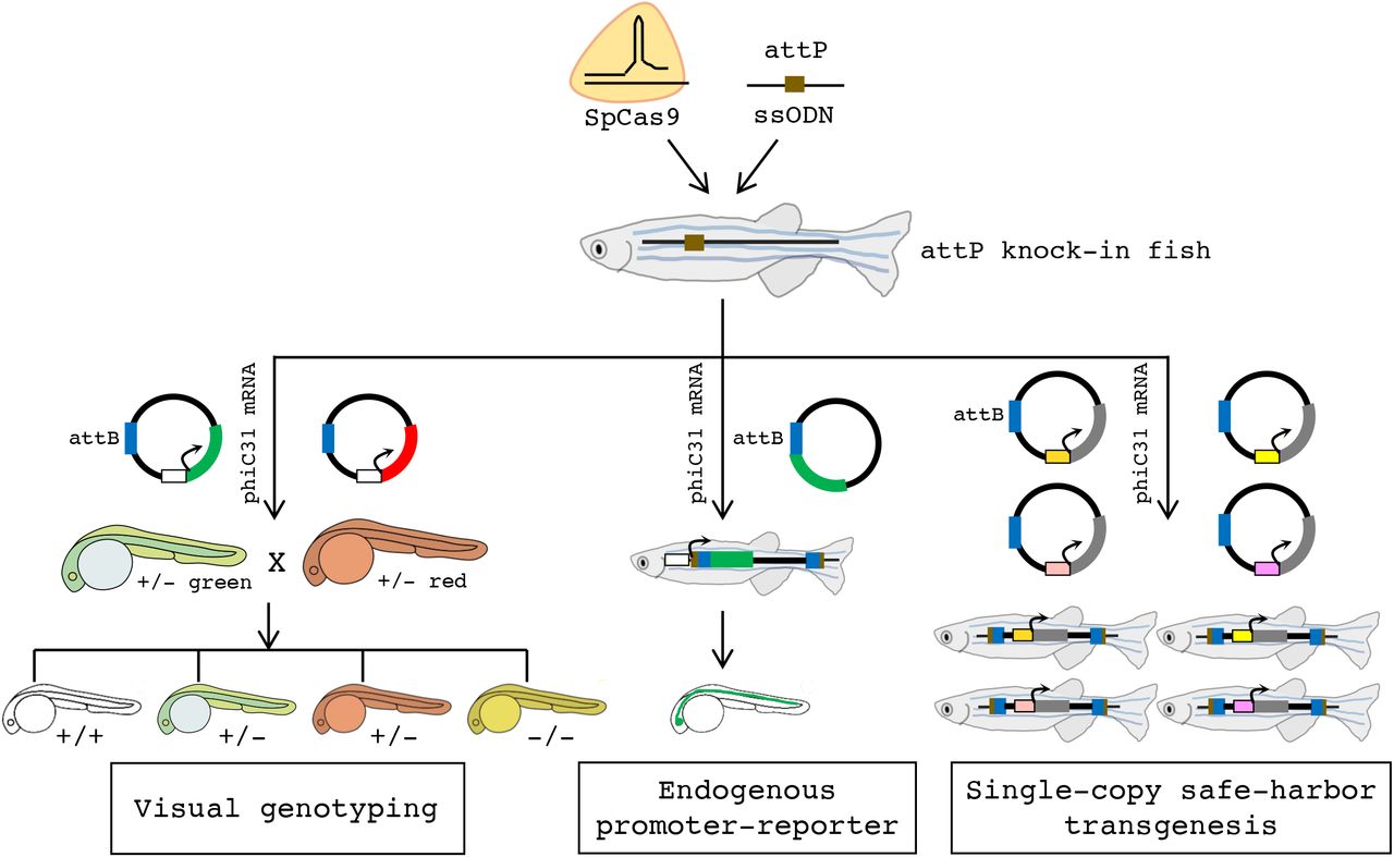Crispr Cas9 Scaffold | New England Biolabs | Bioz
