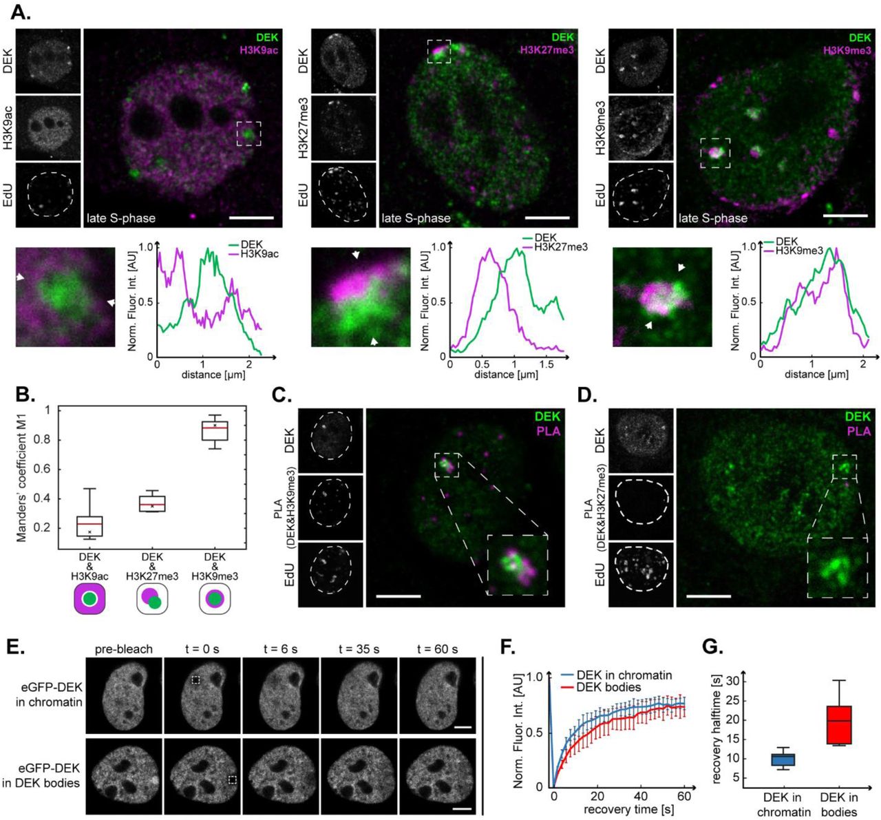 Non Transformed Cell Line Mcf10a | ATCC | Bioz