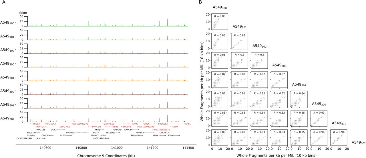 Human Lung Carcinoma Epithelial A549 Cells | Atcc | Bioz