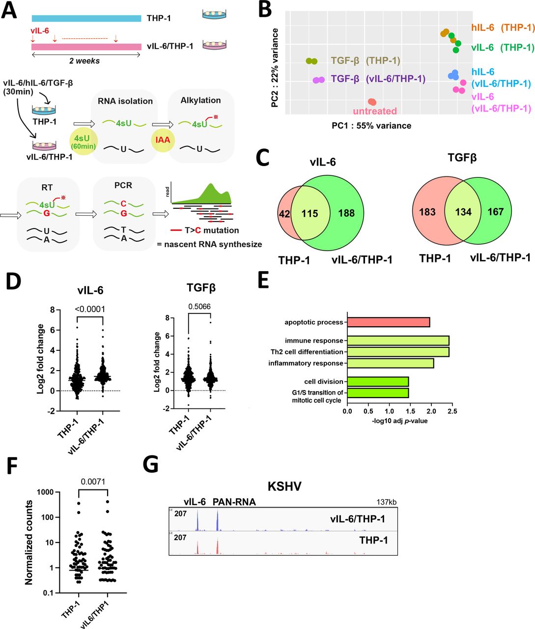 Thp 1 Cell Lines | ATCC | Bioz
