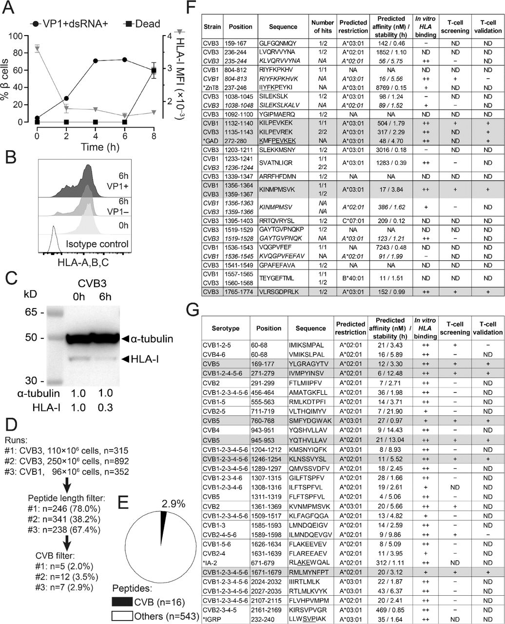 Ecn90 β Cells | Thermo Fisher | Bioz