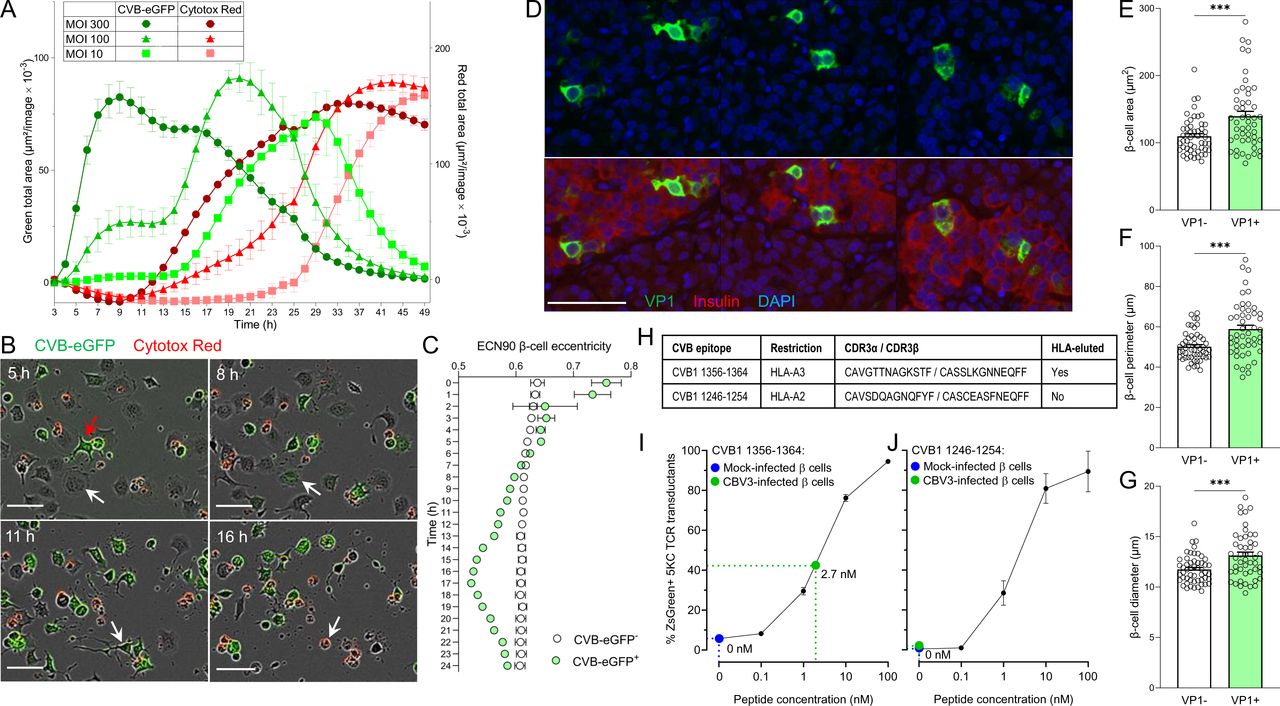 Ecn90 β Cells | Thermo Fisher | Bioz