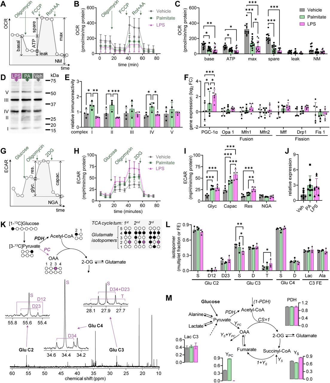 Bv2 Cells | ATCC | Bioz