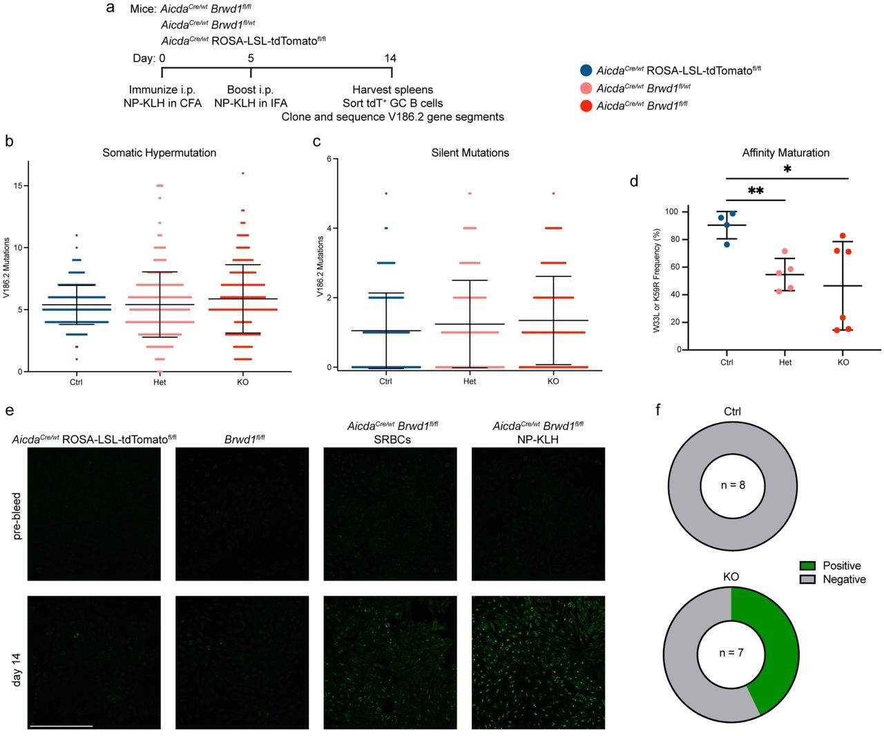 Rosa Lsl Tdtomato | Jackson Laboratory | Bioz