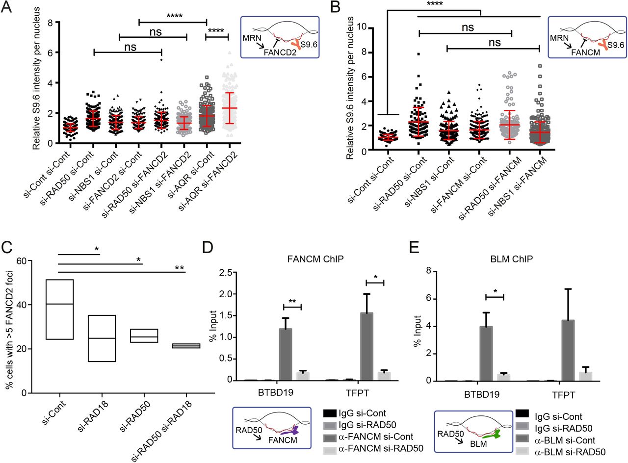 S9 6 Antibody | Bioz | Ratings For Life-Science Research