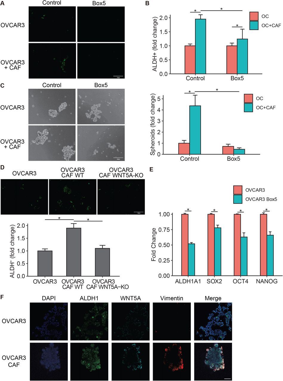 Wnt5a | millipore | Bioz