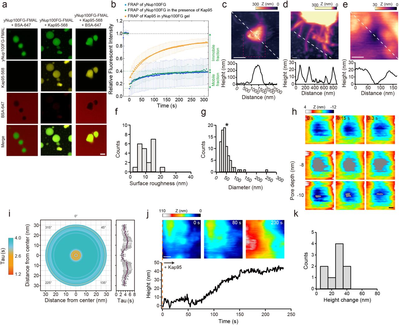 Fluorescein 5 Maleimide | Thermo Fisher | Bioz