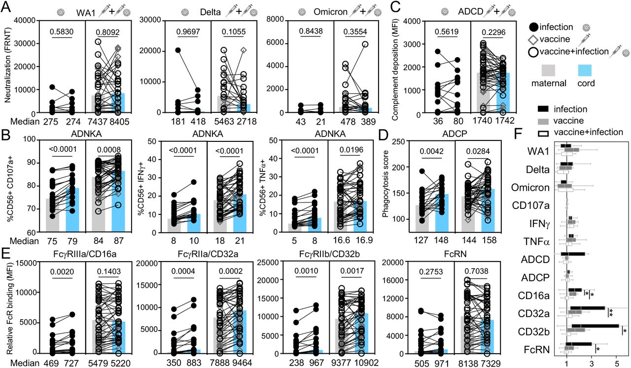Cd16a Nk 92 Cells | ATCC | Bioz
