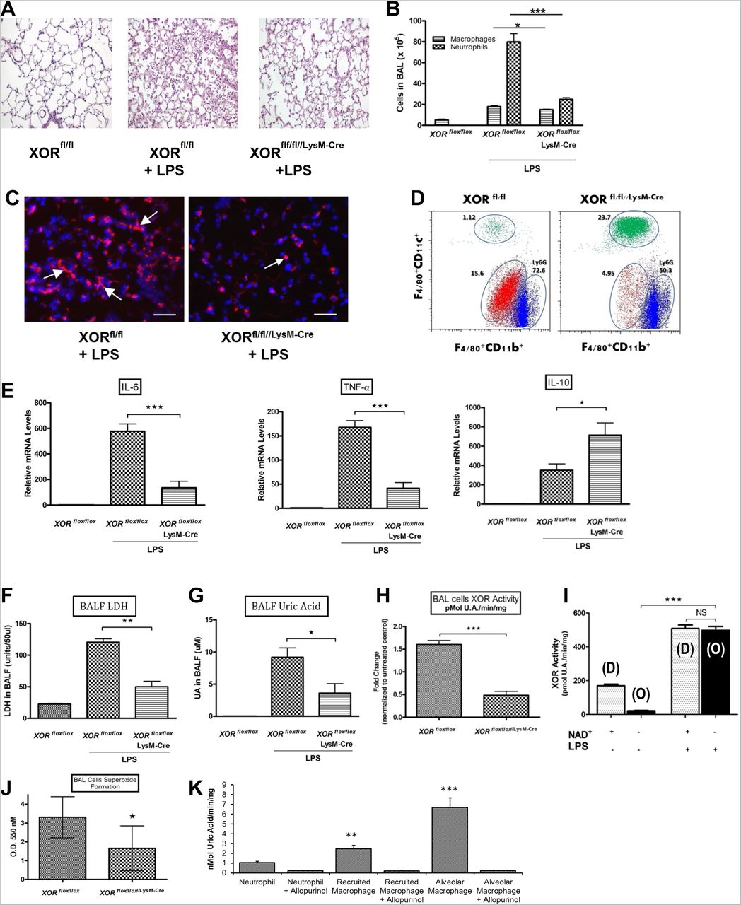Lysm Cre Mouse | Jackson Laboratory | Bioz