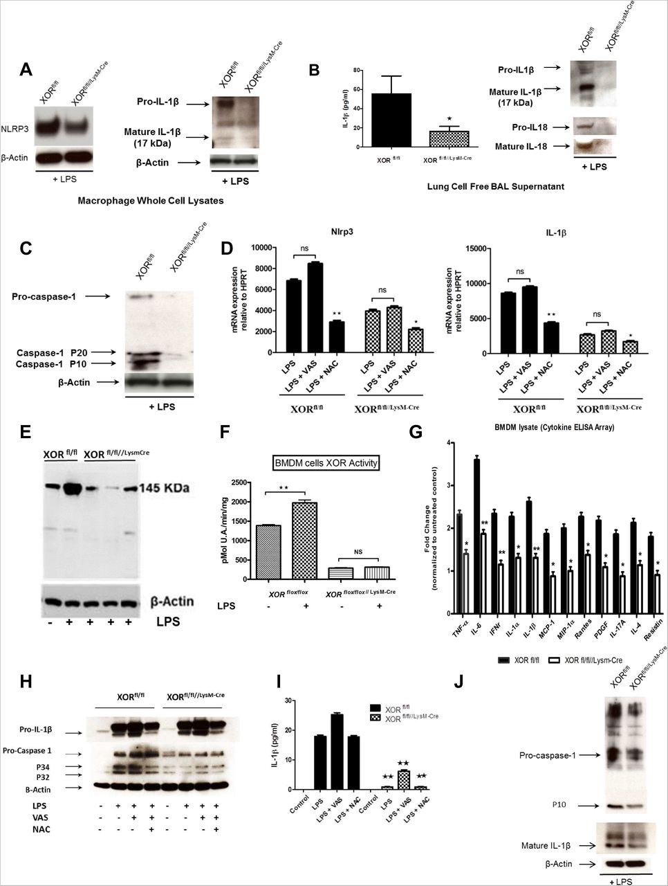 Lysm Cre Mouse | Jackson Laboratory | Bioz