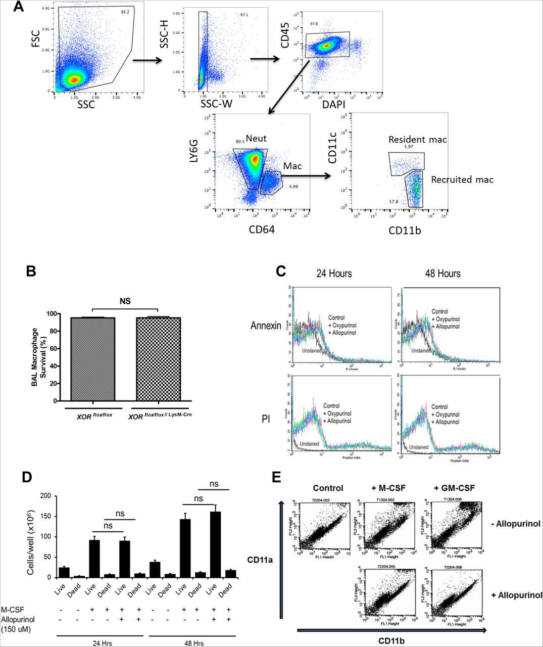 Lysm Cre Mouse | Jackson Laboratory | Bioz