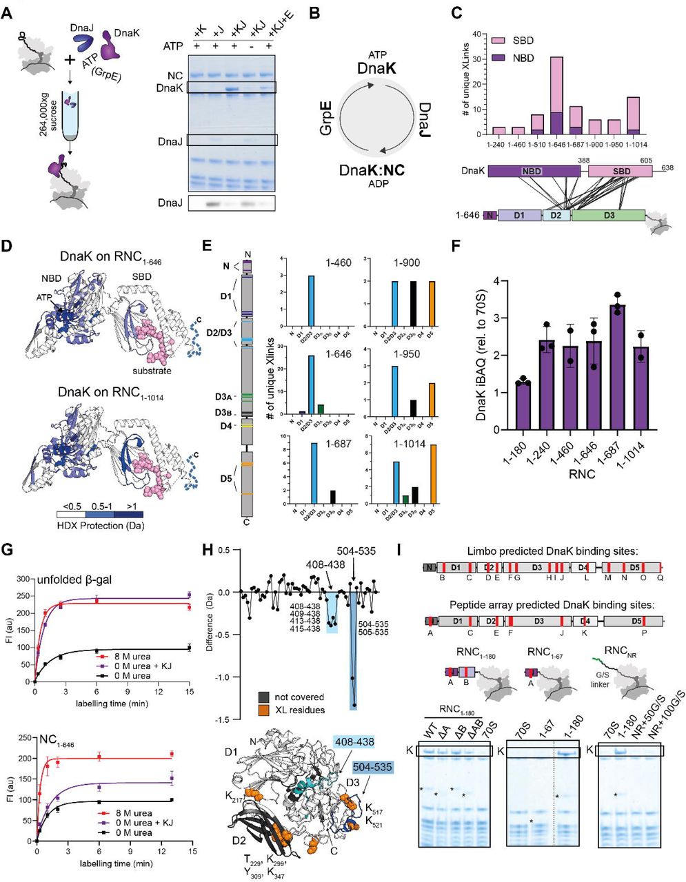 Fluorescein 5 Maleimide | Thermo Fisher | Bioz