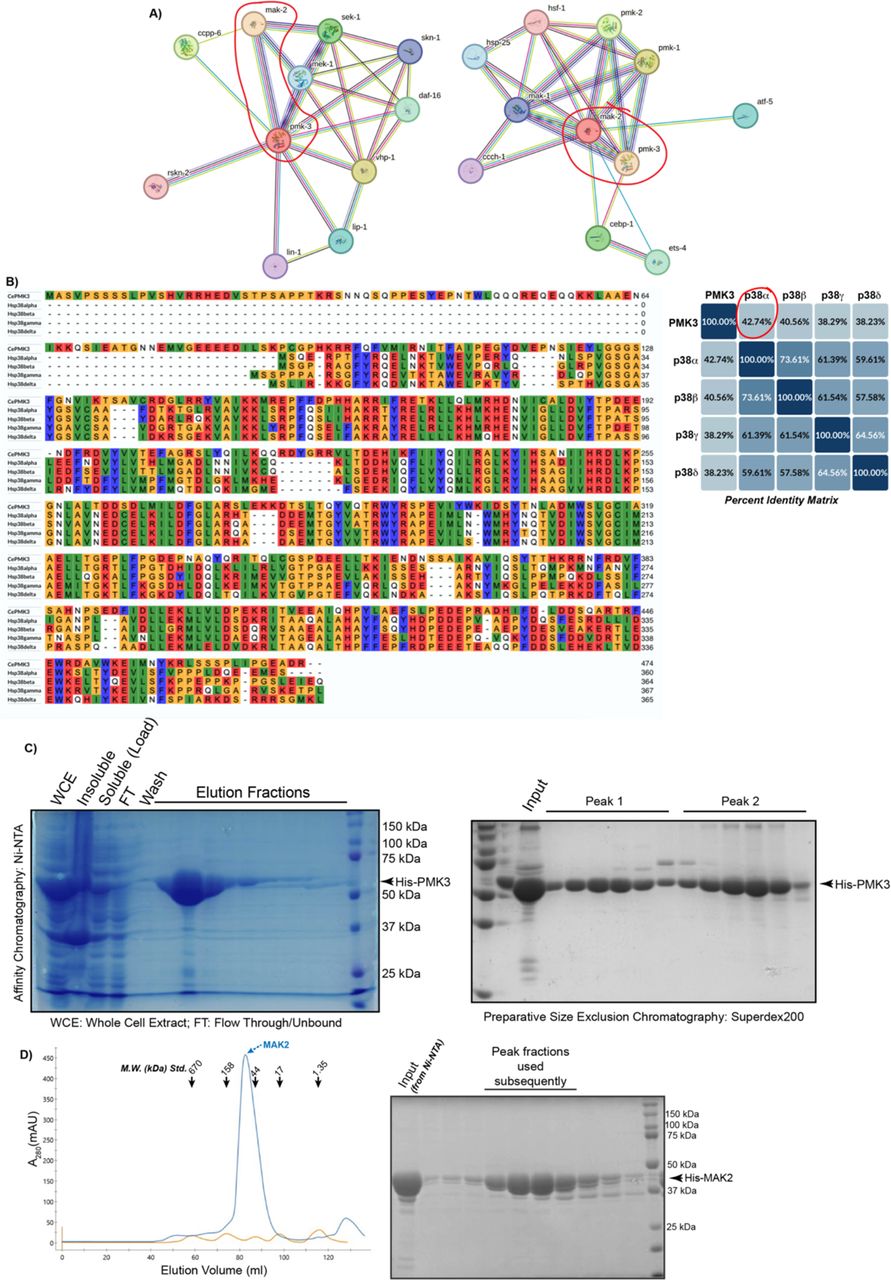 Ni Nta Affinity Chromatography | Qiagen | Bioz