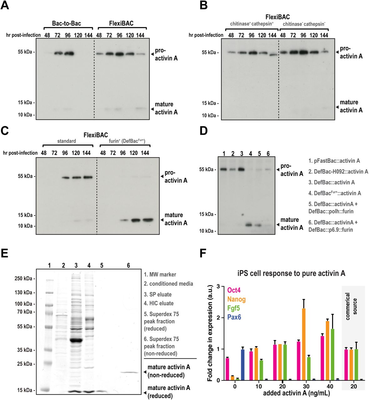 Recombinant Baculovirus Genomes | Thermo Fisher | Bioz