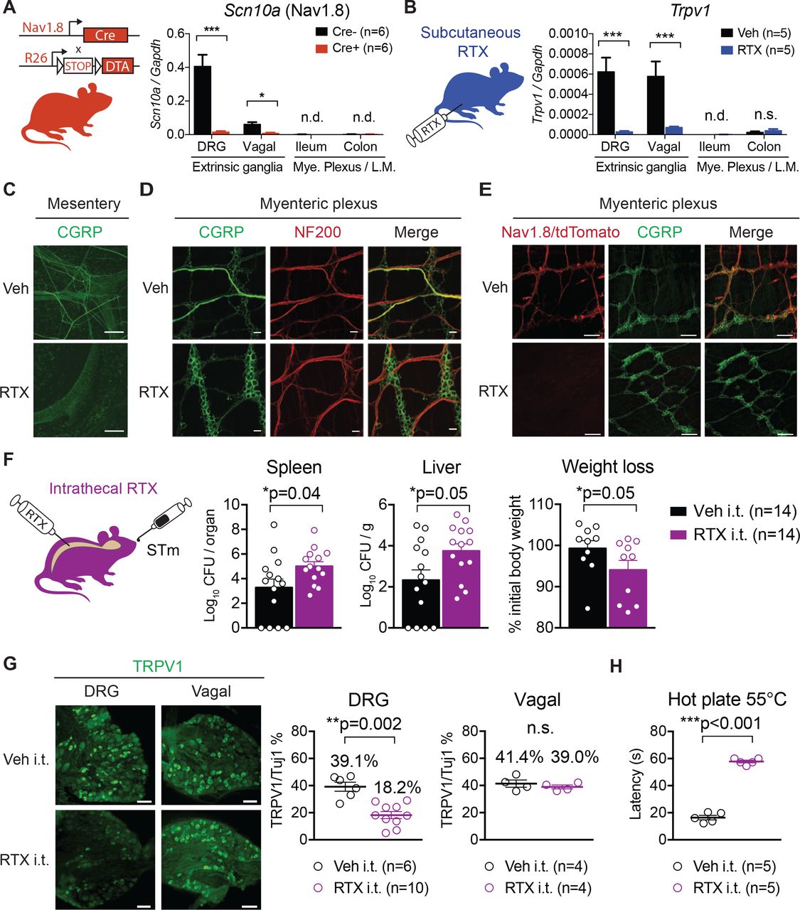 Rosa26 Flox Stop Flox Tdtomato Mice | Jackson Laboratory | Bioz