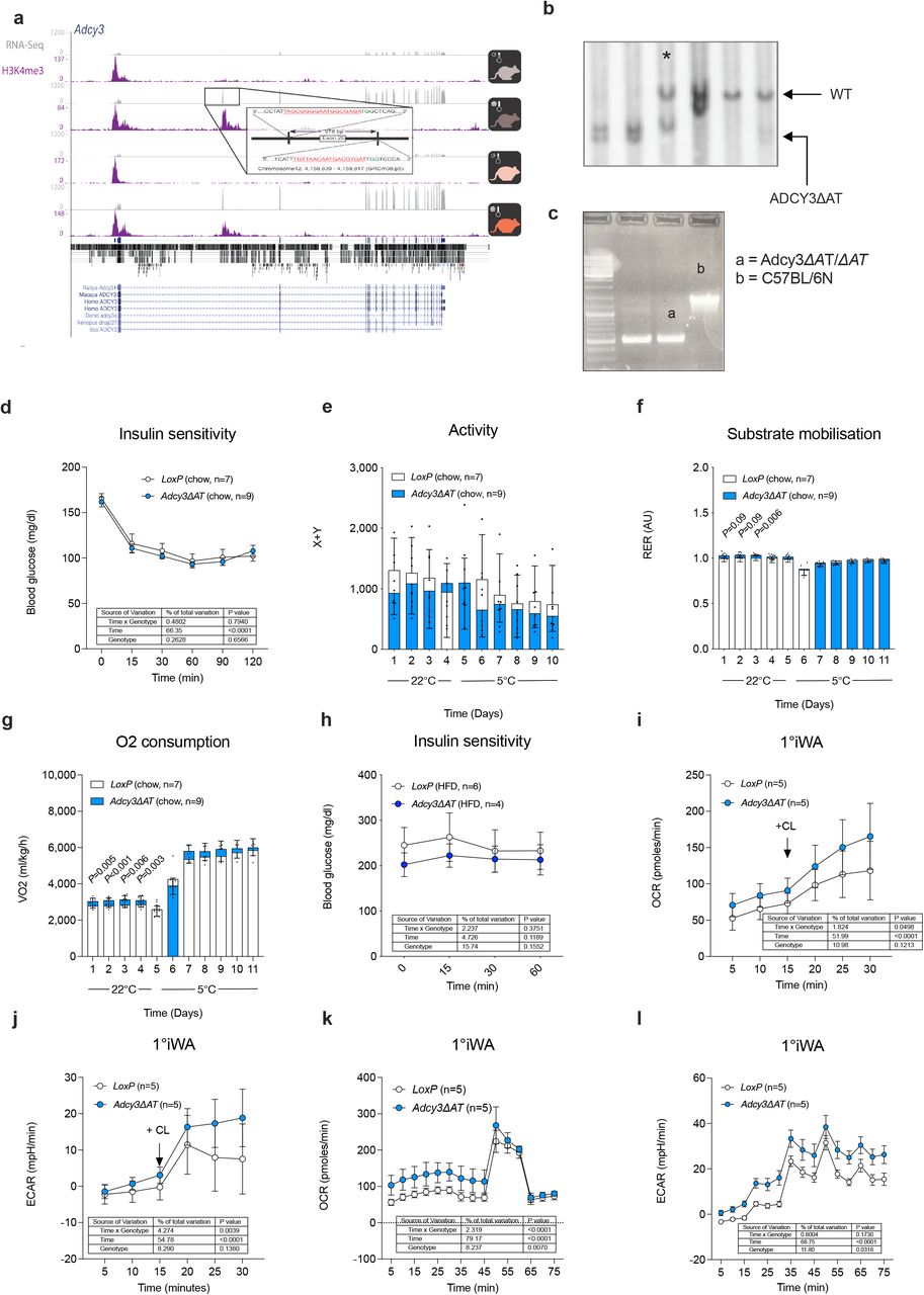 Crispr Cas9 Construct | Thermo Fisher | Bioz