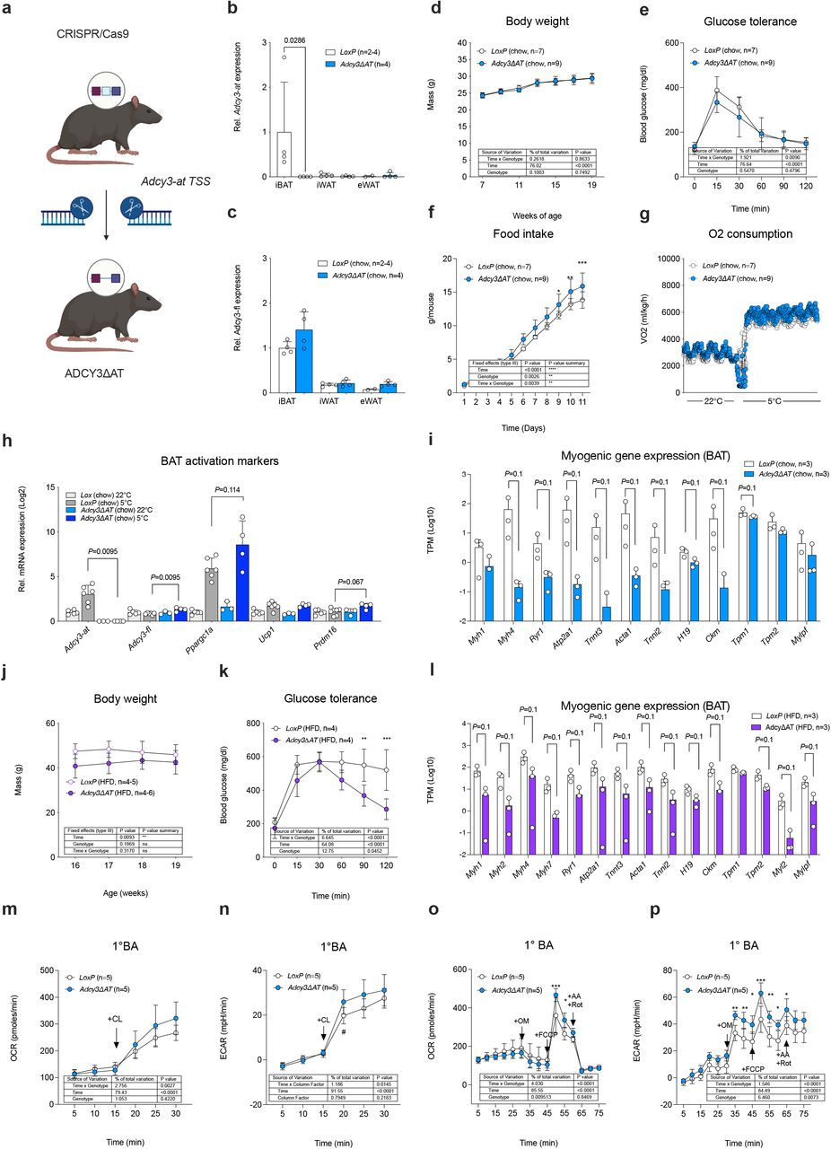 Crispr Cas9 Construct Generation | Thermo Fisher | Bioz