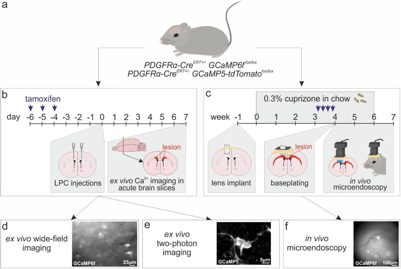 Gcamp5 Tdtomato Lox Lox | The Jackson Laboratory | Bioz