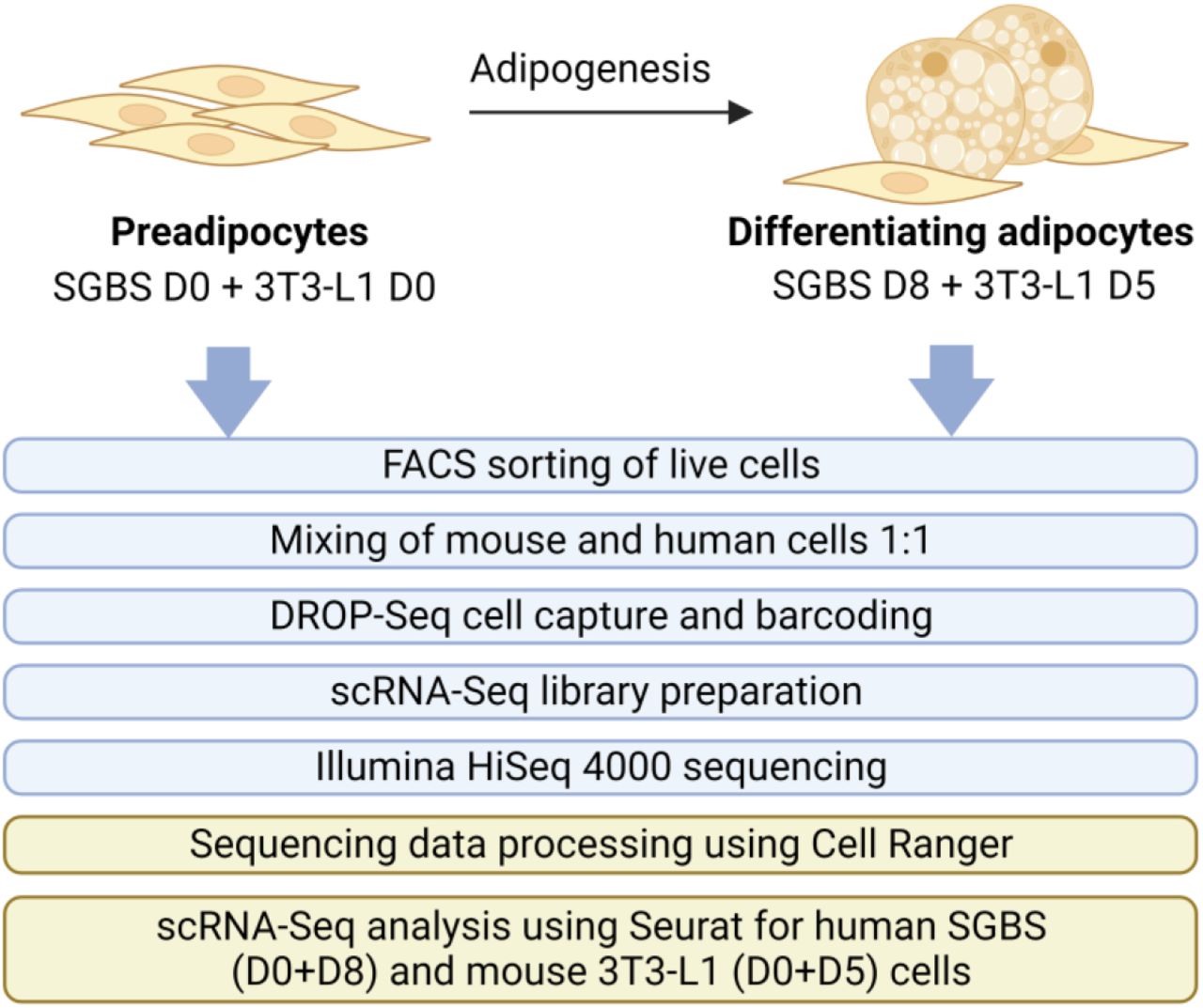 3t3 L1 Cells | Thermo Fisher | Bioz