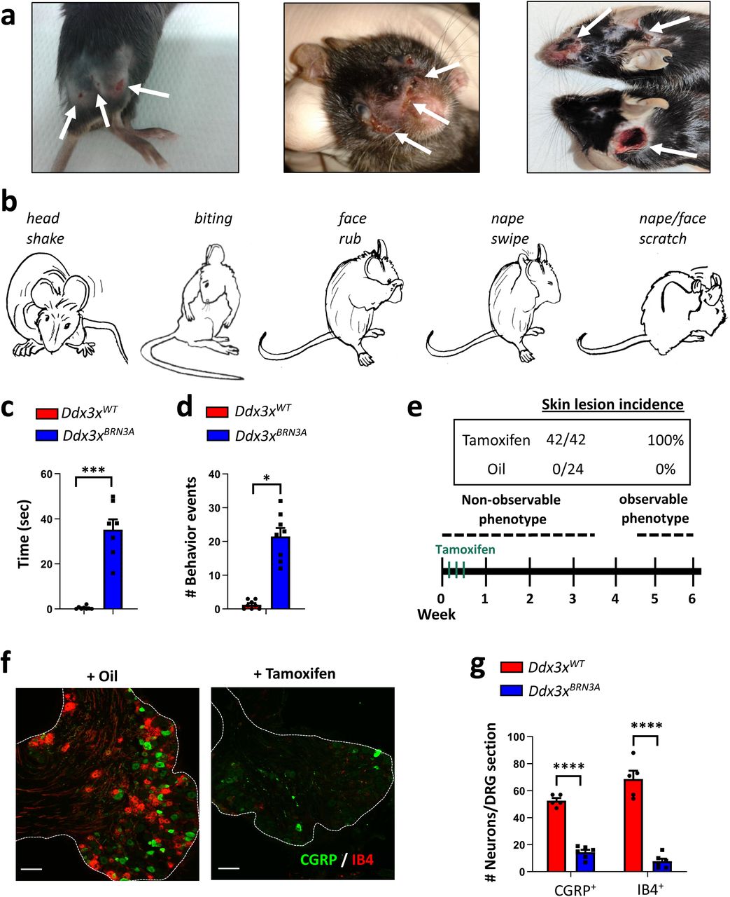 Dylight 594 Isolectin B4 | Vector Laboratories | Bioz