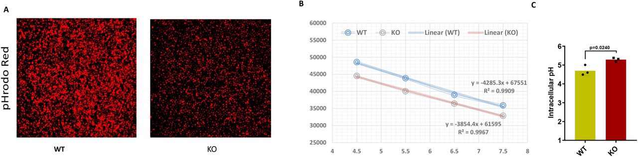 Phrodo Red Am Intracellular | Thermo Fisher | Bioz