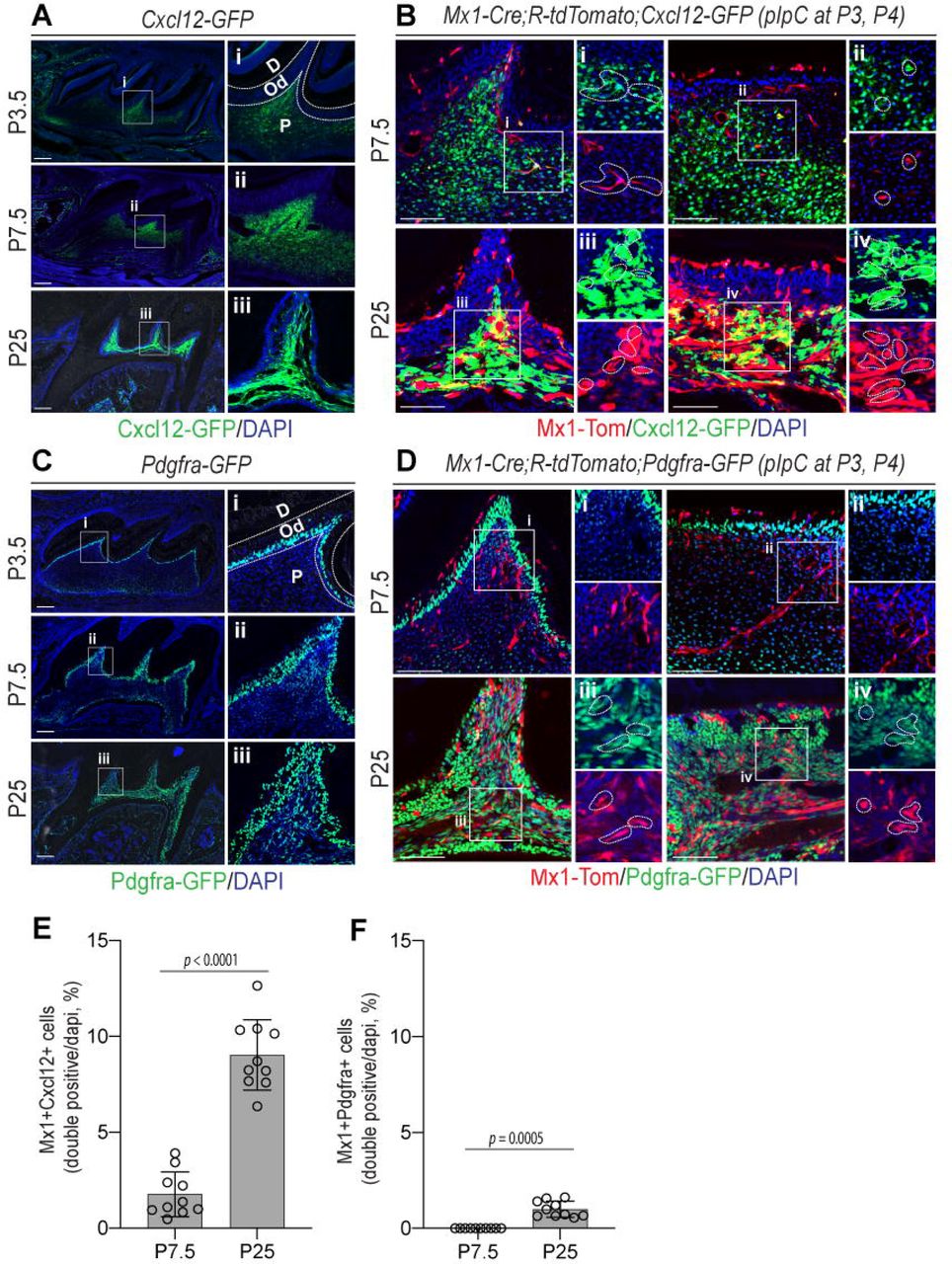 Mx1 Cre | Jackson Laboratory | Bioz