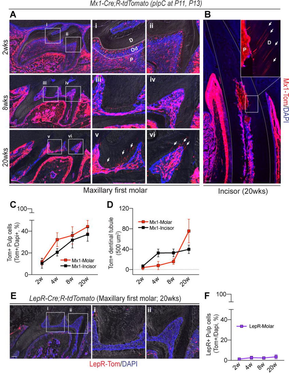 Mx1 Cre | The Jackson Laboratory | Bioz