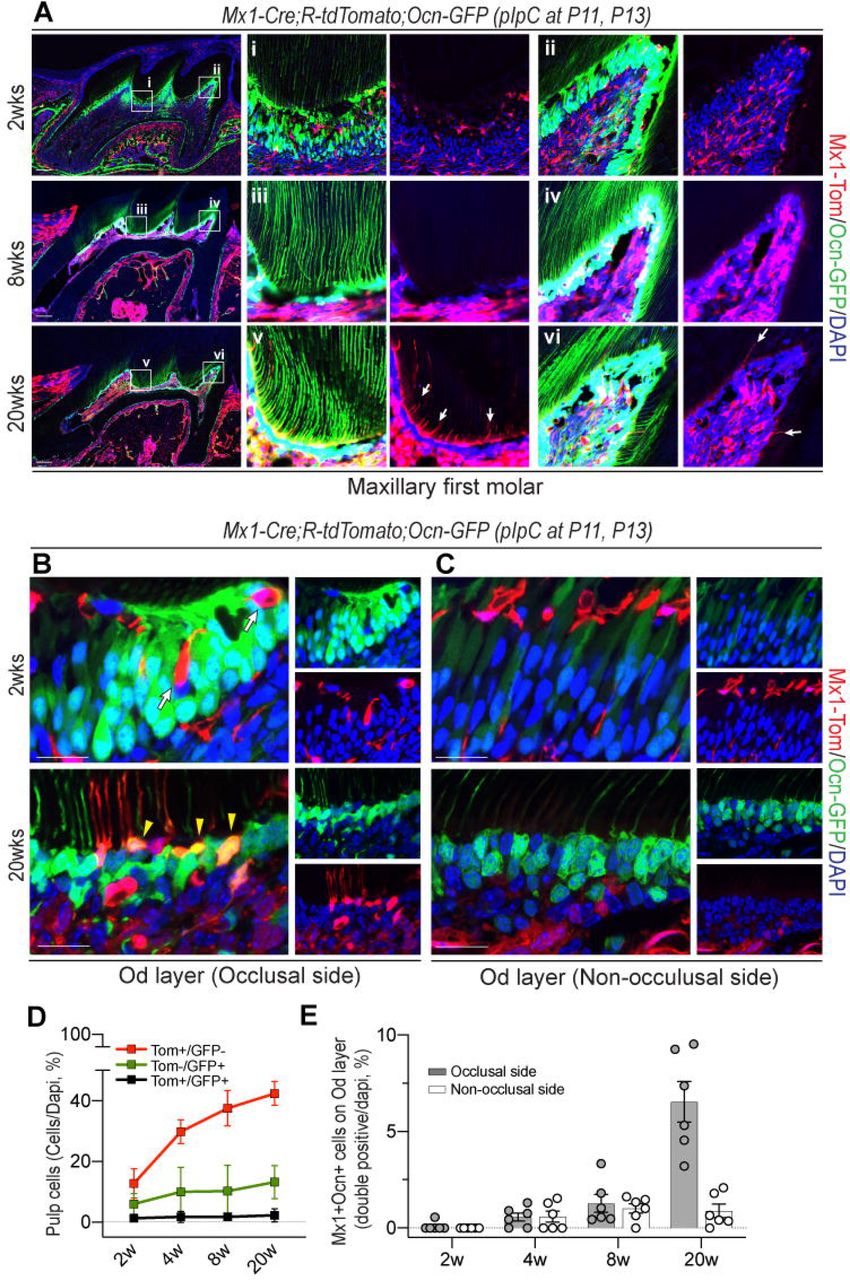 Mx1 Cre | The Jackson Laboratory | Bioz