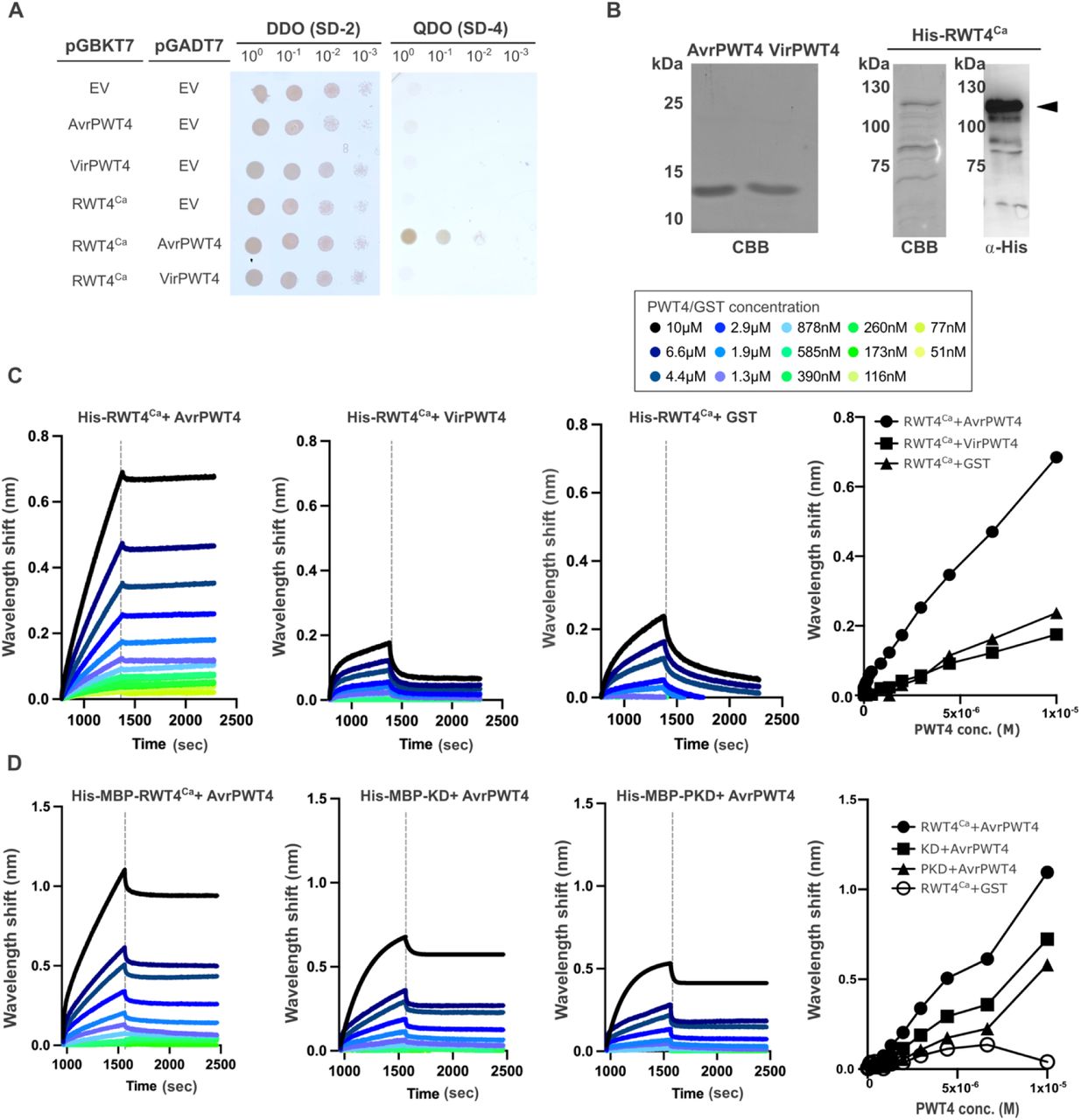 Pgadt7 Vector | TaKaRa | Bioz