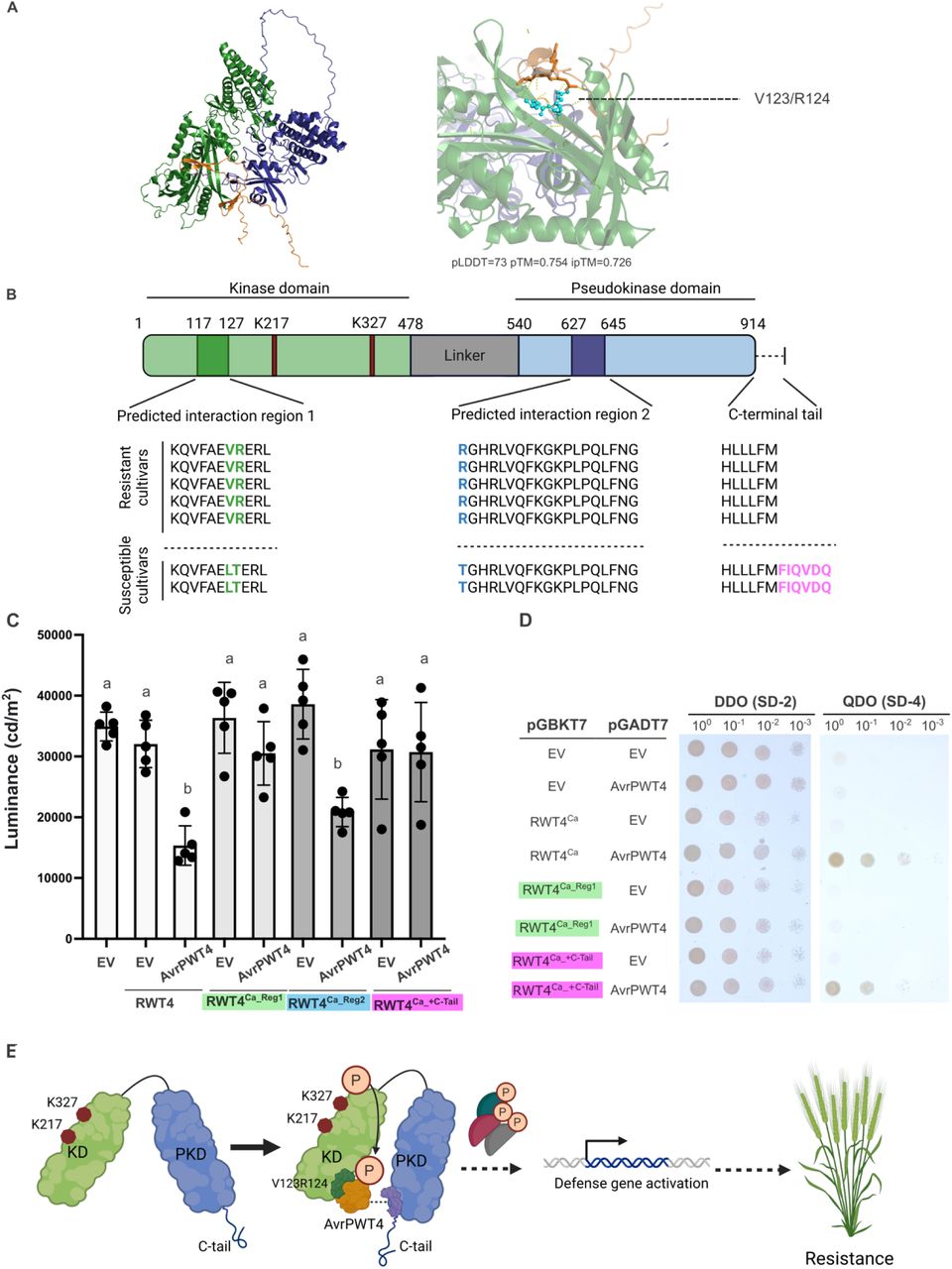 Pgadt7 Vector | TaKaRa | Bioz