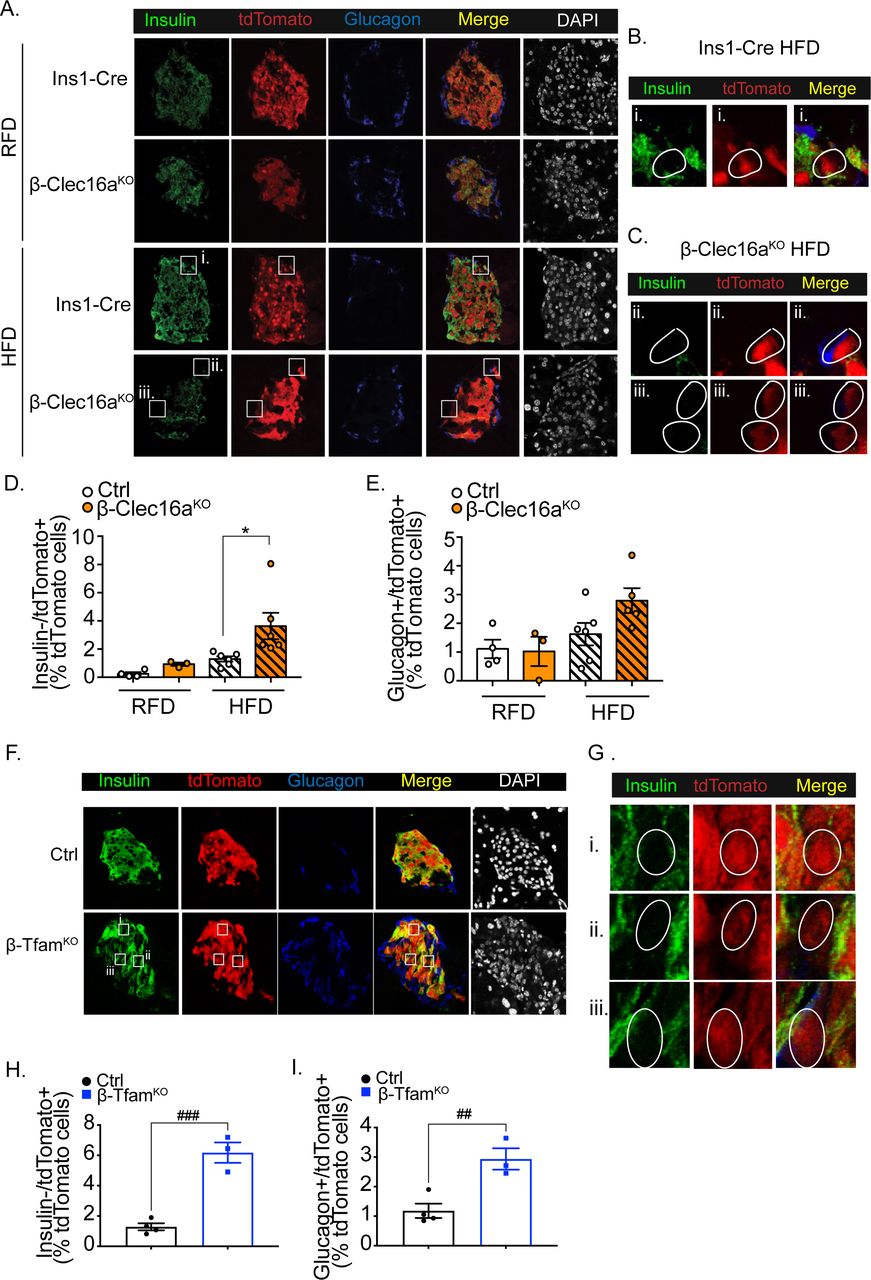 Rosa26 Lox Stop Lox Tdtomato Mice | The Jackson Laboratory | Bioz