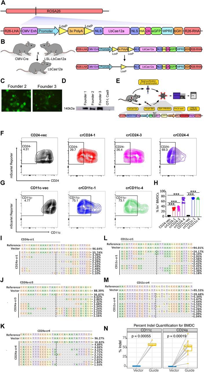 T7 Endonuclease 1 Digestion | New England Biolabs | Bioz