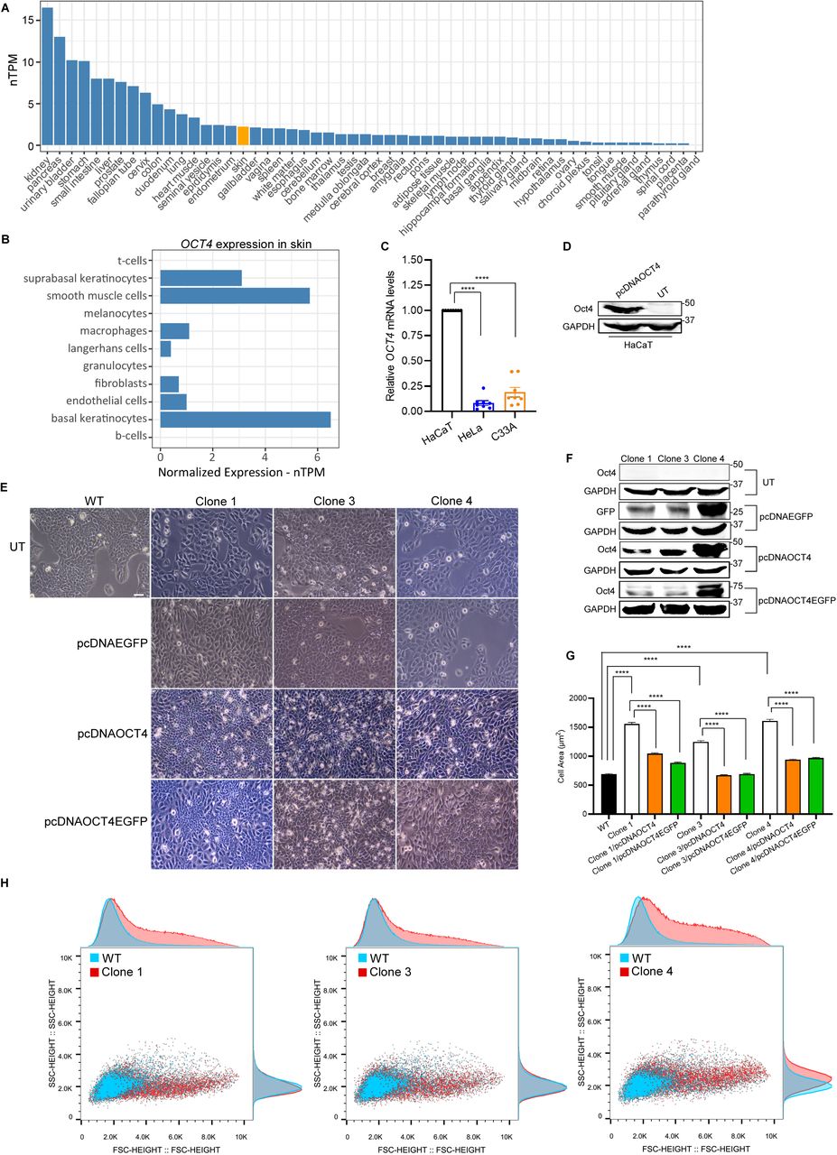 C33a Human Cervical Cancer Cell Line | ATCC | Bioz