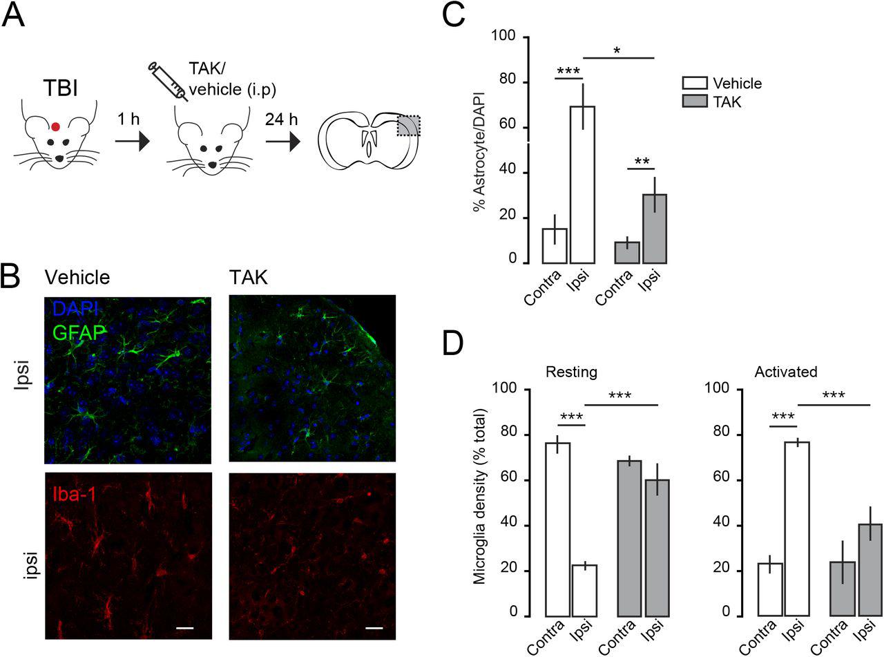 Iba1 Staining | Millipore | Bioz