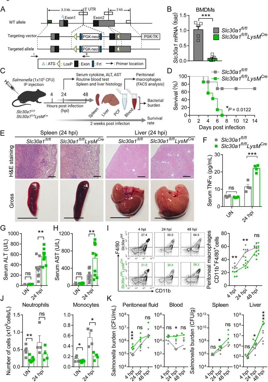 Lysm Cre Mouse | Jackson Laboratory | Bioz