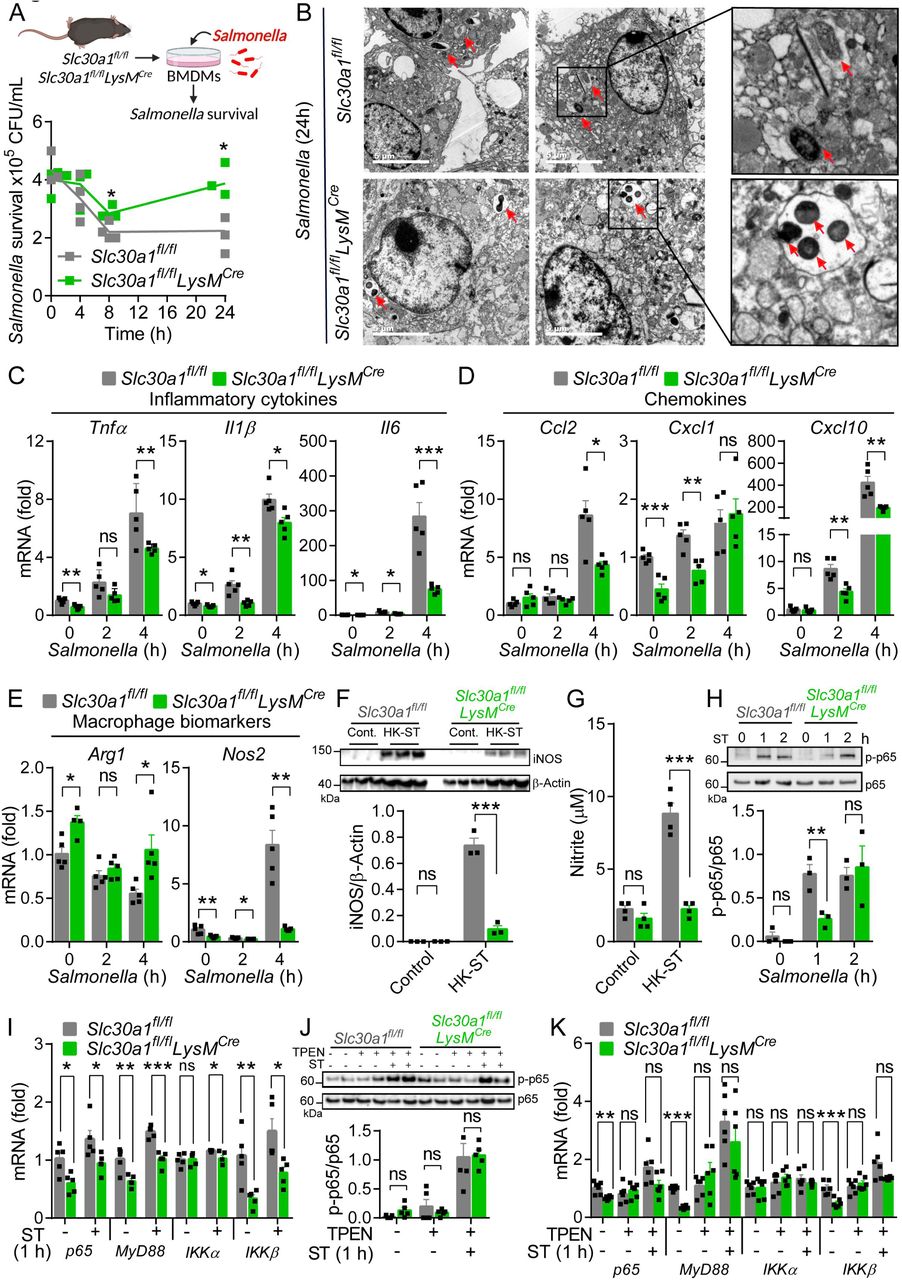 Lysm Cre Mouse | Jackson Laboratory | Bioz