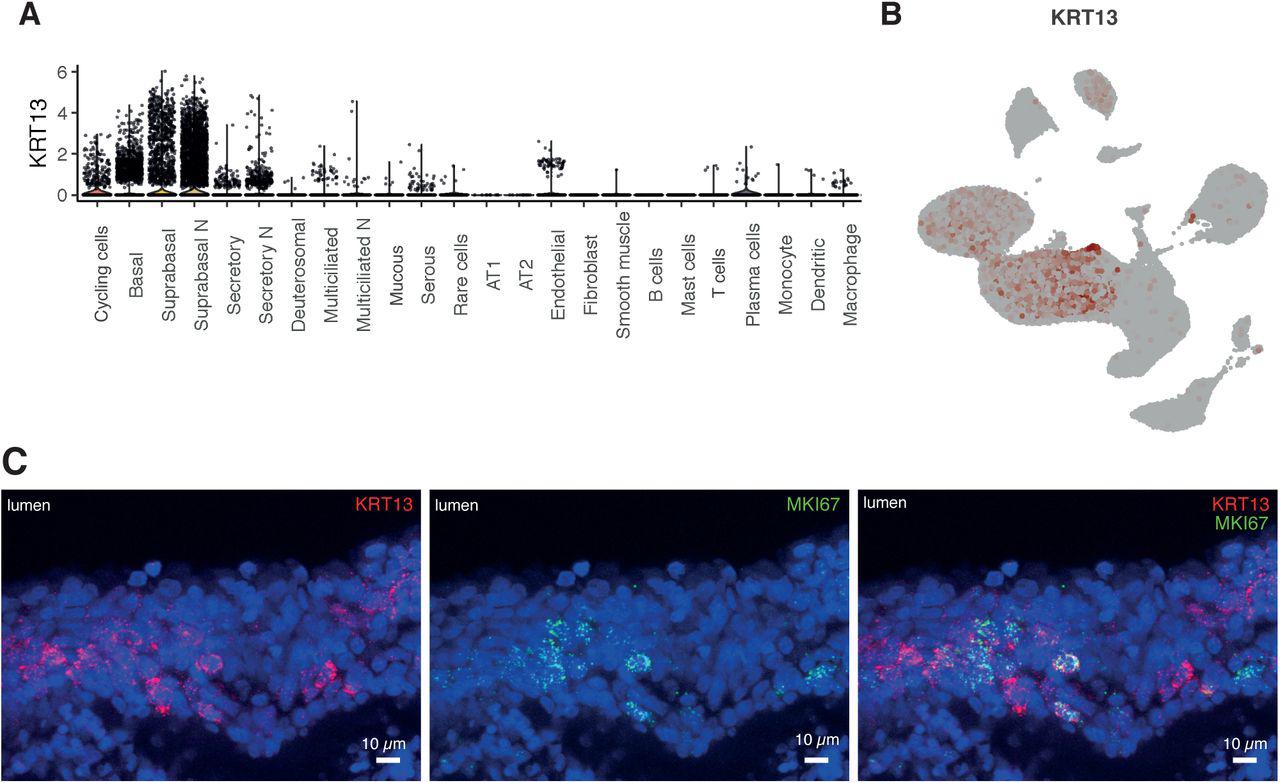 Rnascope Multiplex Fluorescent Reagent Kit V2 User Manual | Advanced ...