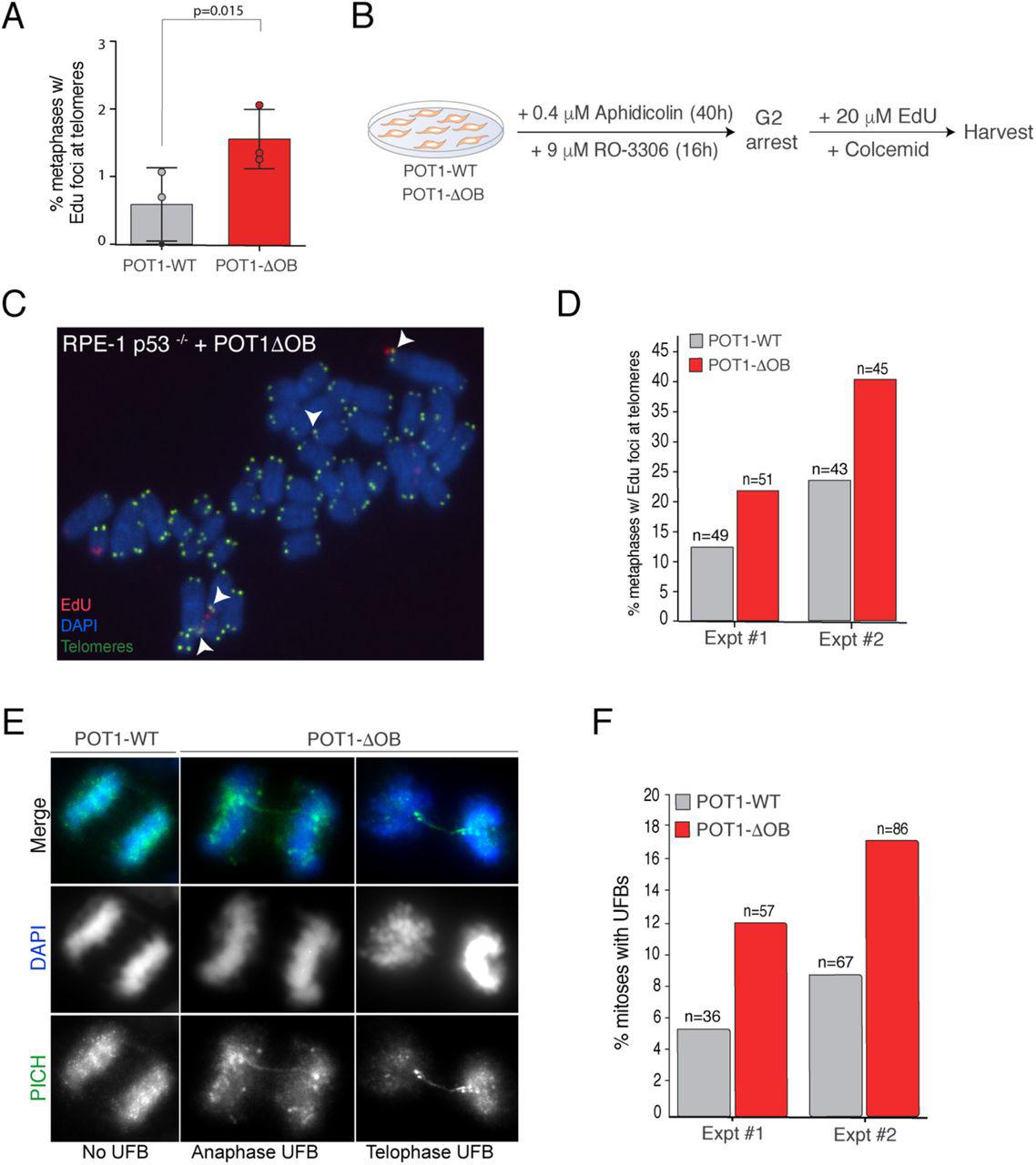 U2os Osteosarcoma | Millipore | Bioz