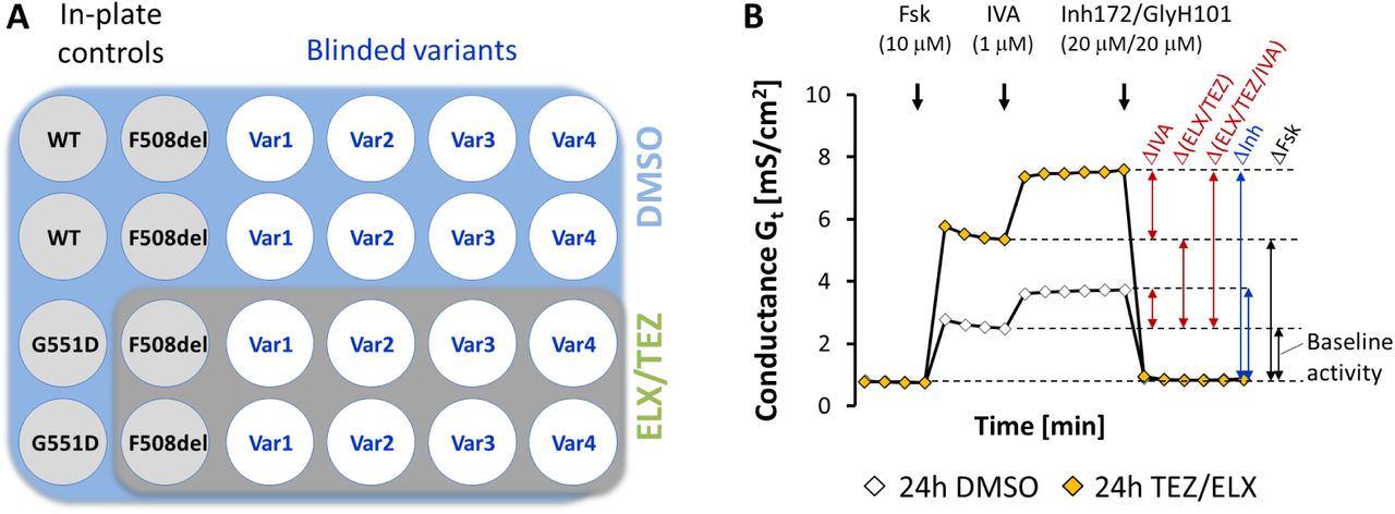 Transwell High Throughput Screening Hts Filter Plate | Corning Life ...