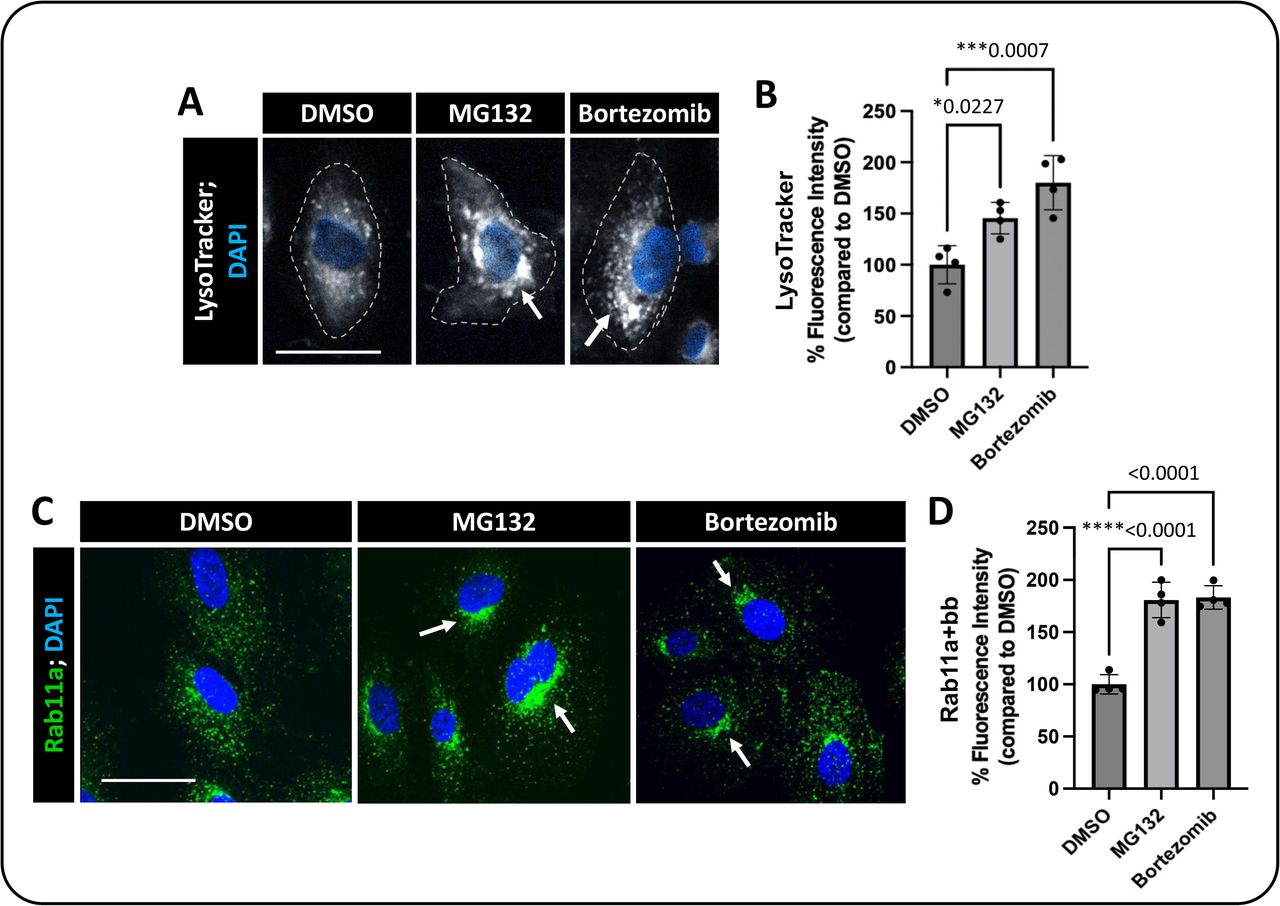 Lysotracker Deep Red | Thermo Fisher | Bioz