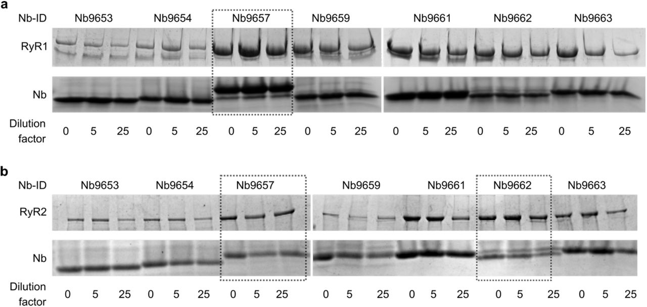 Hispur Ni Nta Magnetic Beads | Thermo Fisher | Bioz