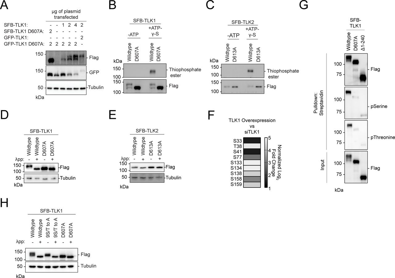 Lambda Protein Phosphatase | New England Biolabs | Bioz