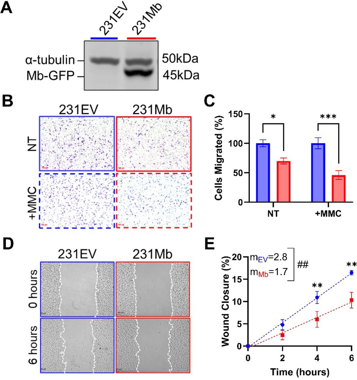 Transwell Polycarbonate Membrane Cell Culture Inserts | Corning Life ...