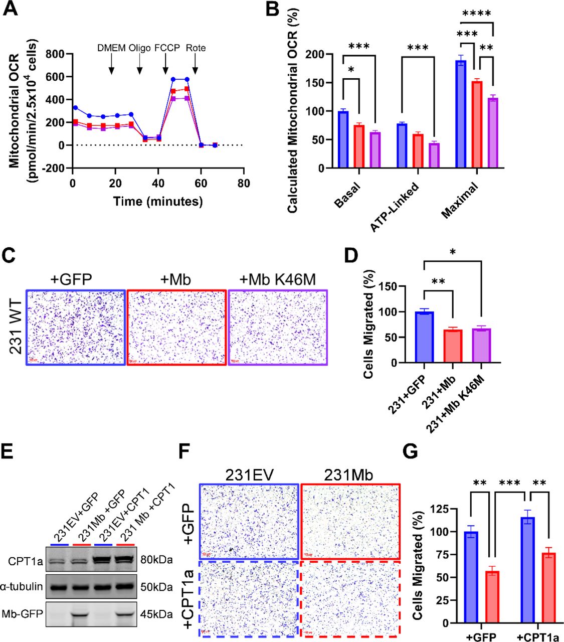 Transwell Polycarbonate Membrane Cell Culture Inserts | Corning Life ...